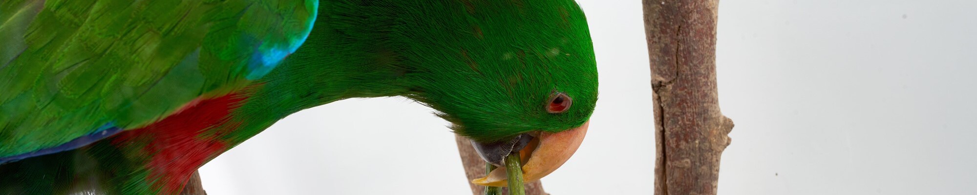 The Bernard Sayers Natural History Collection