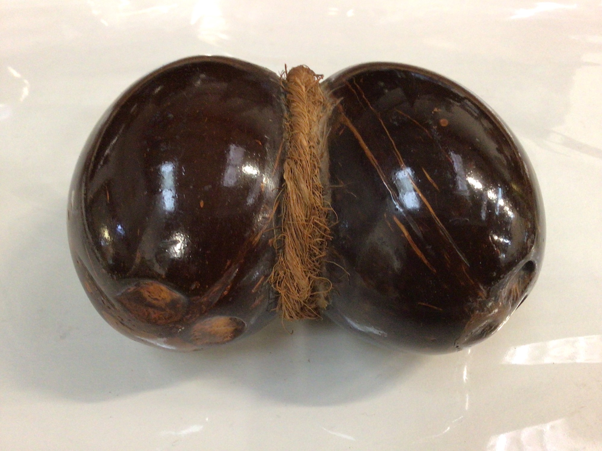 Lot 2578 - Small coco de mer, 14cm across