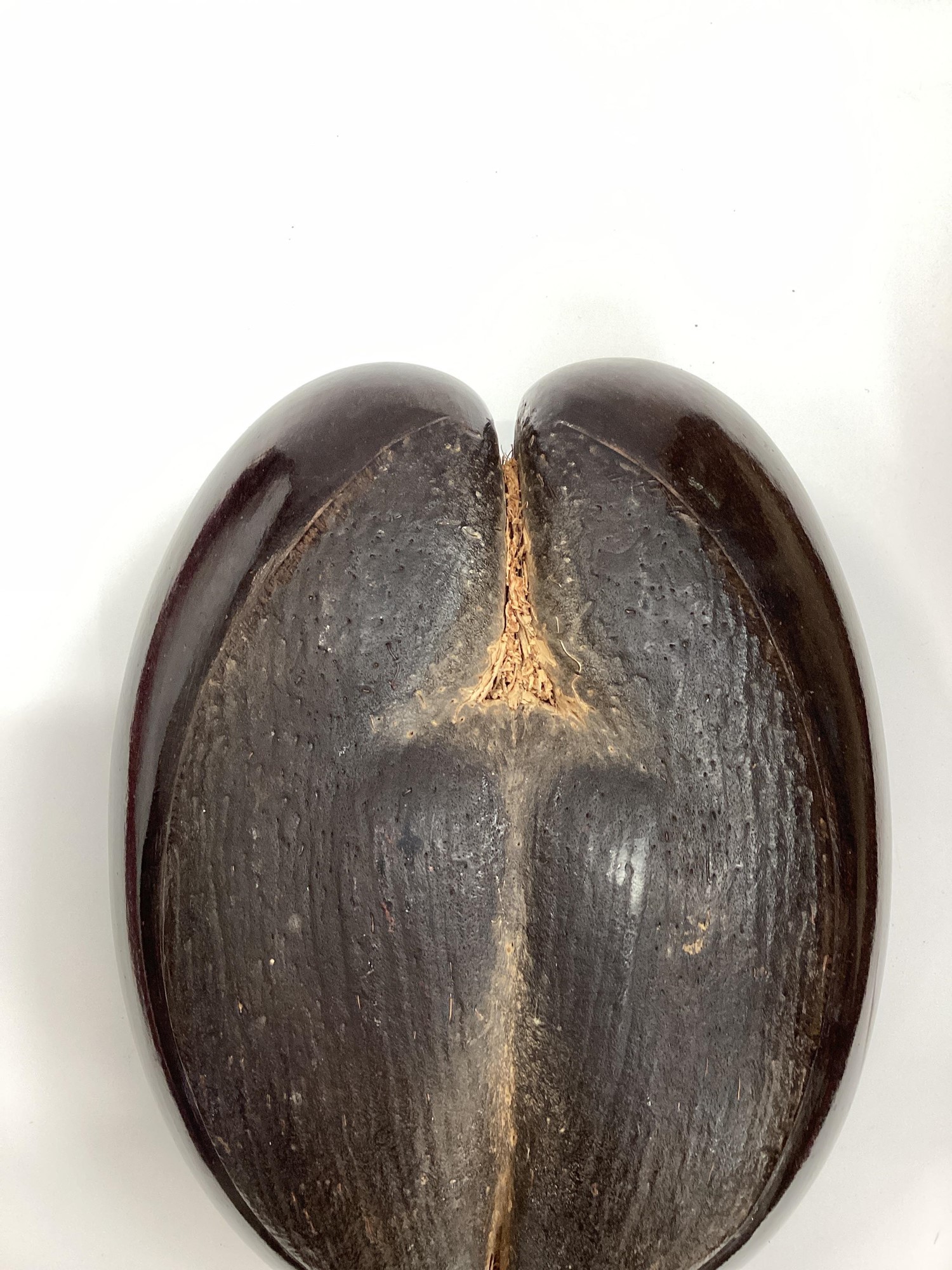 Lot 2745 - Large Coco De Mer nut (Lodoicea Maldivica),