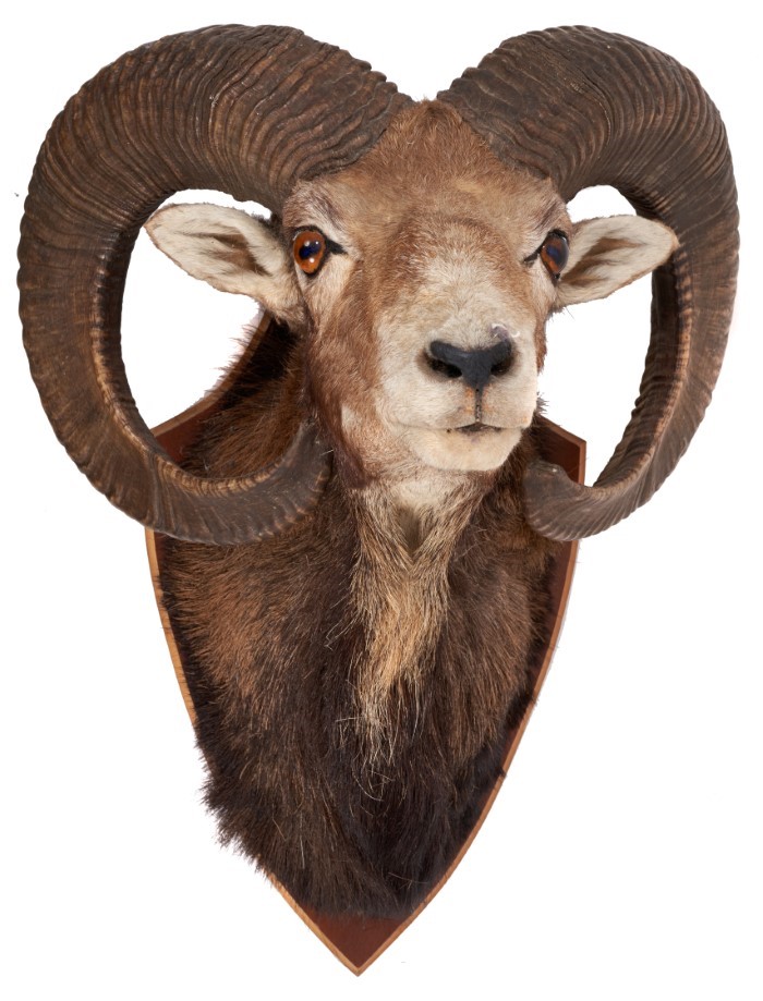 Lot 904 - Mouflon Ram head and neck on shield shaped