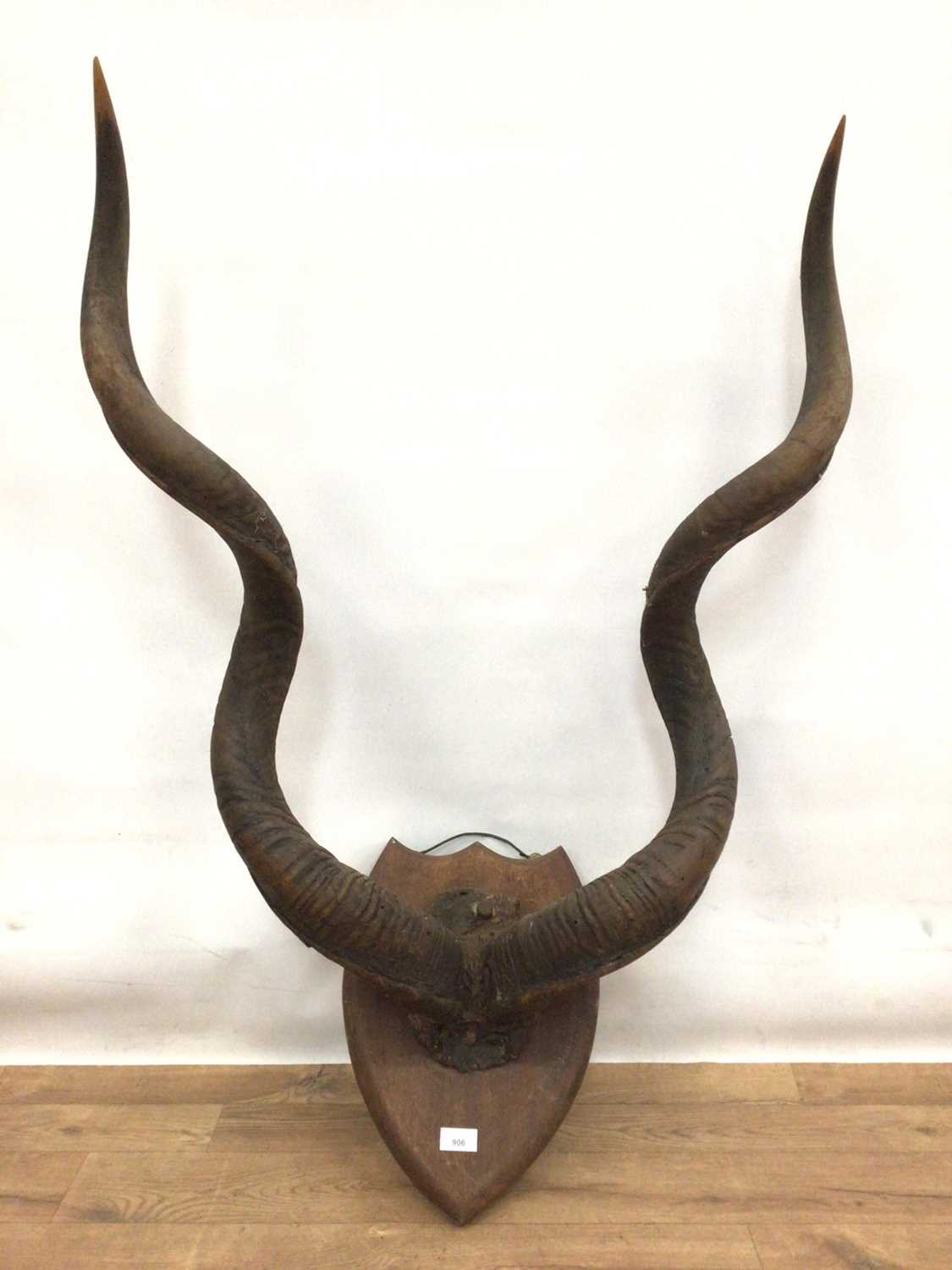Lot 906 - Impressive pair of Kudu horns on shield