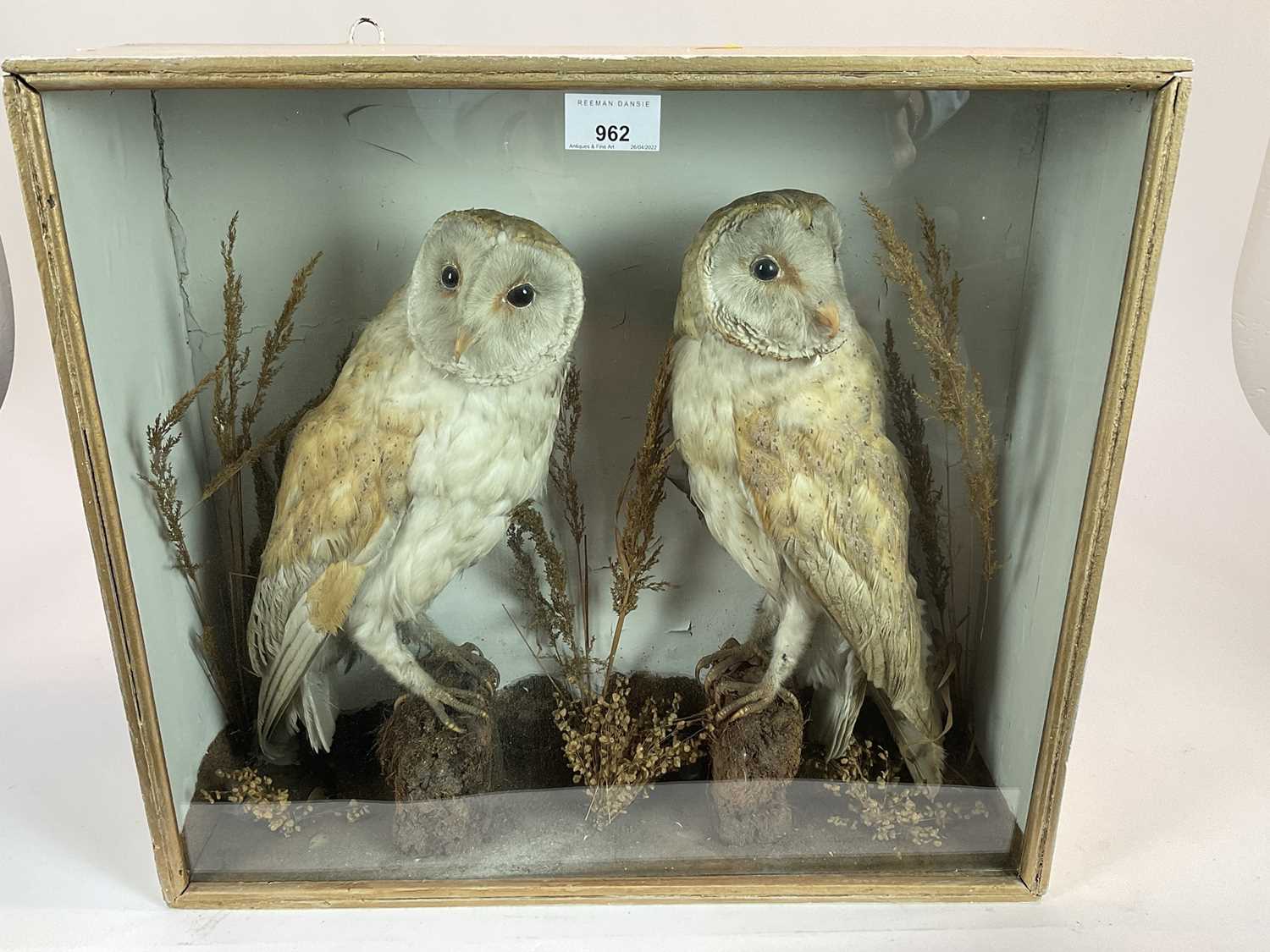 Lot 962 - Pair Barn Owls within naturalistic setting
