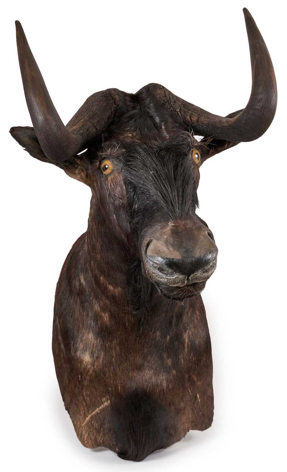 Lot 914 - Water Buffalo head and shoulders mount, for