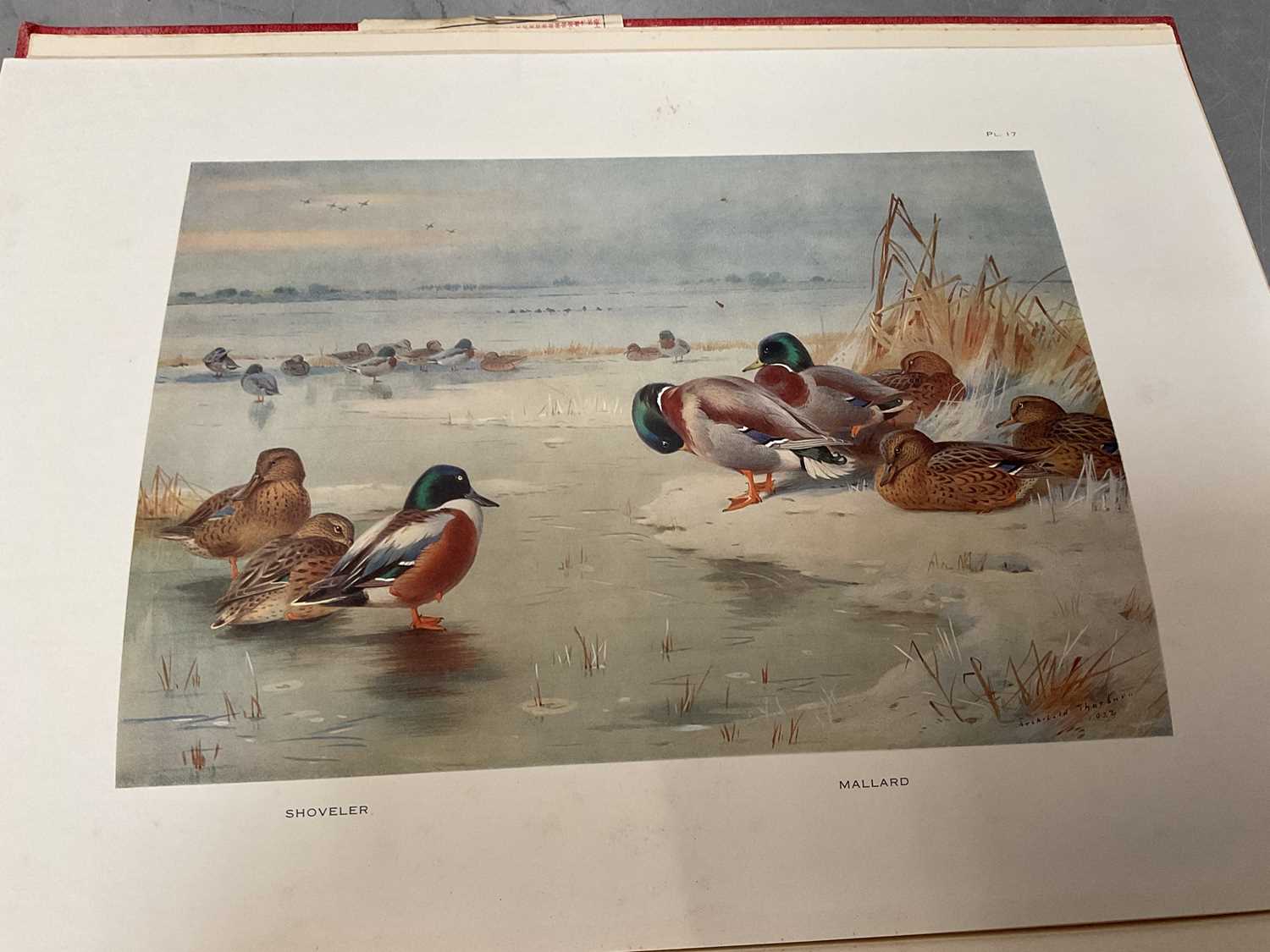 Lot 1751 - Game Birds and Wild-Fowl, illustrated by