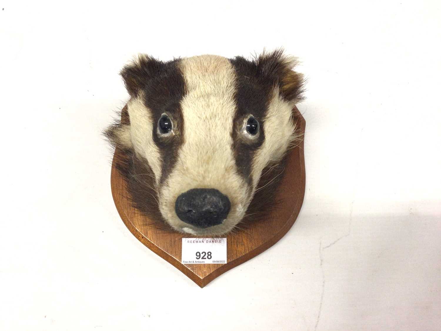 Lot 928 - Badger mask mounted on wooden shield plaque,