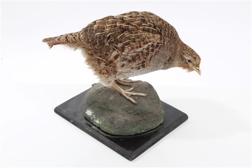 Lot 798 - An English Partridge mounted on a rock and