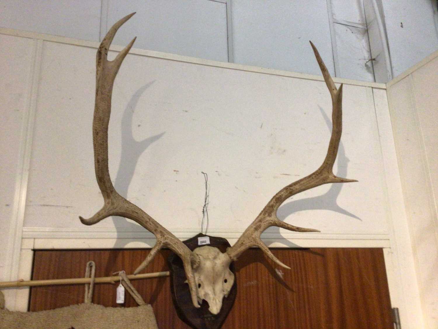 Lot 2682 - 11 point stag antlers trophy