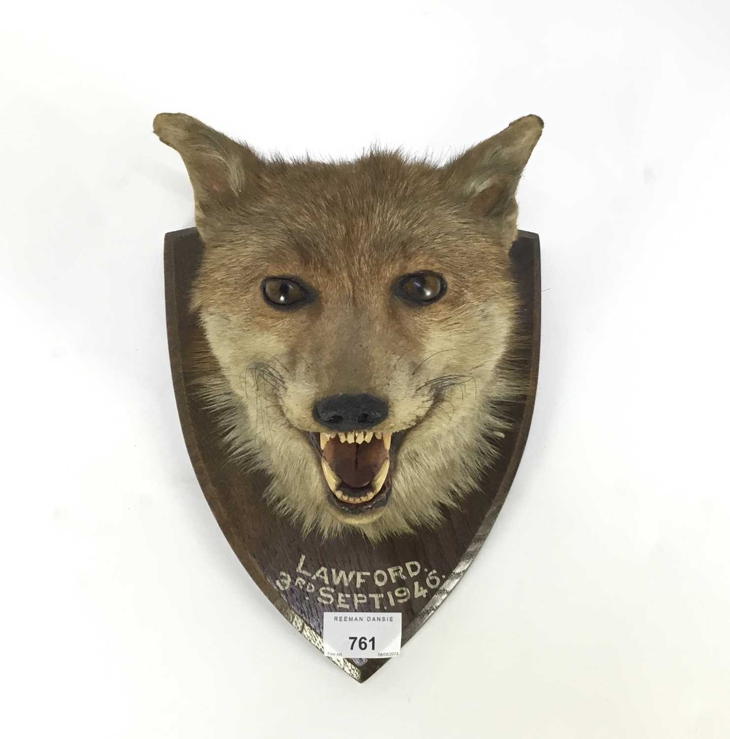 Lot 761 - 1940s fox mask mounted on oak shield marked