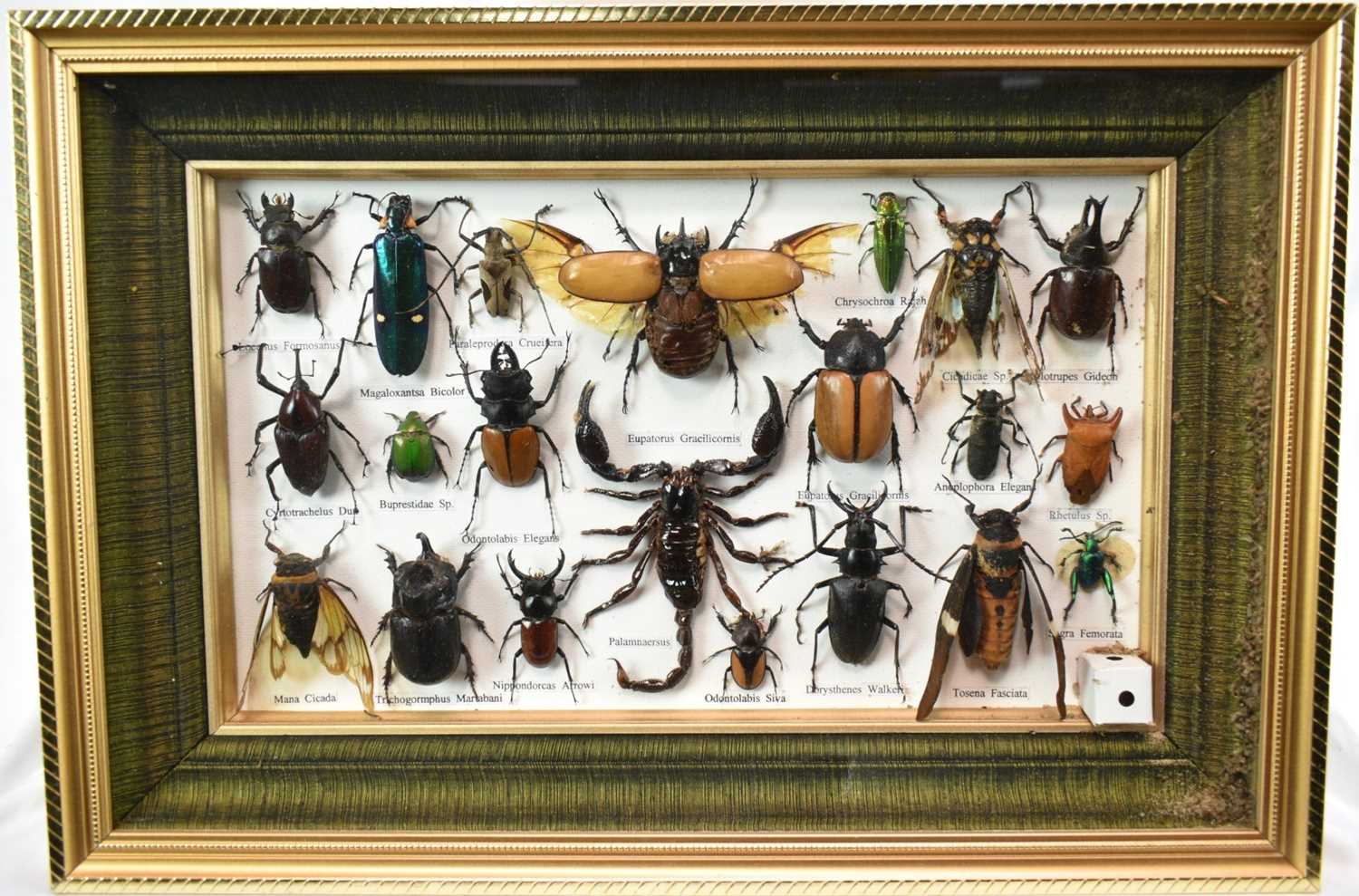 Lot 745 - Glazed display of insects arachnids and
