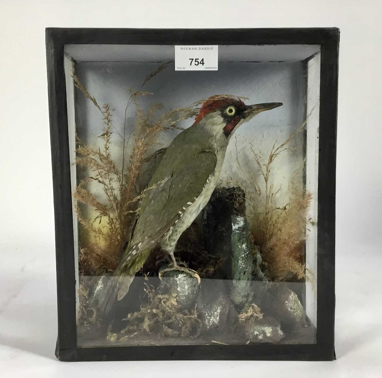 Lot 754 - Green Woodpecker on perch within a
