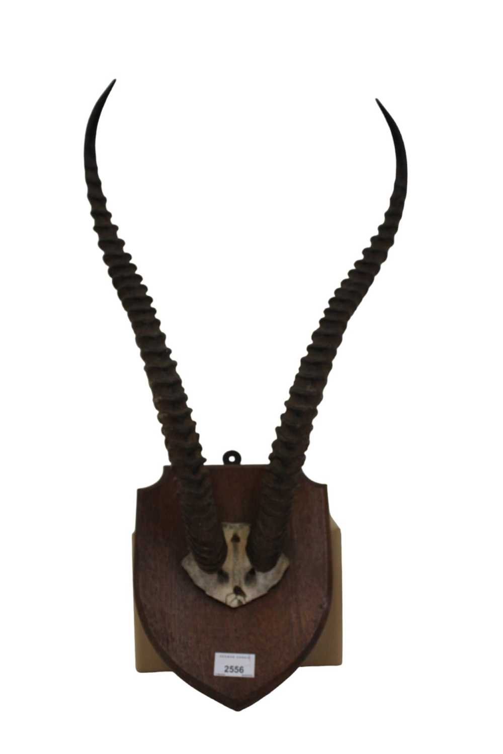 Lot 2556 - Vintage Antelope horns mounted on shield