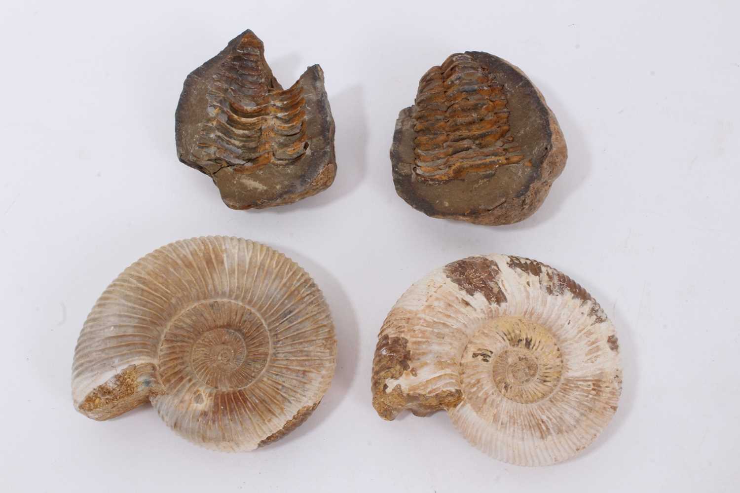 Lot 679 - Two small ammonite fossils and two trilobite