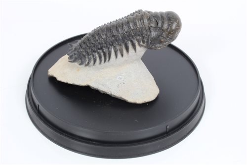 Lot 752 - Crotalocephalus Trilobite, Devonian period,