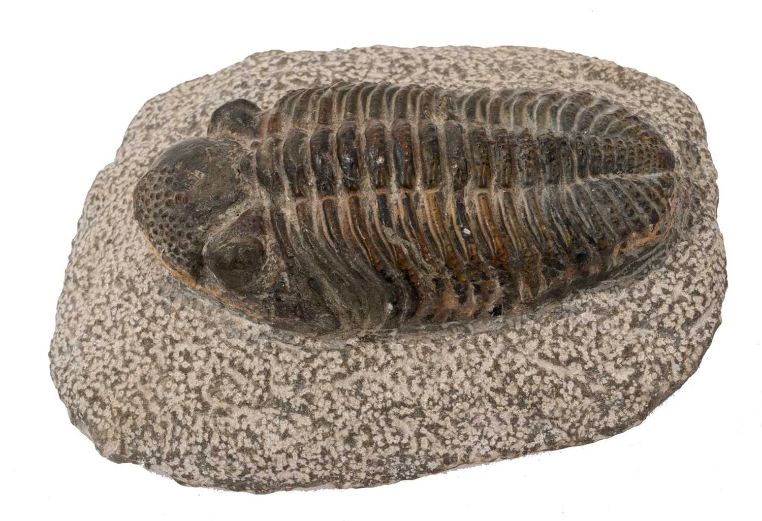 Lot 923 - Large trilobite specimen, the trilobite