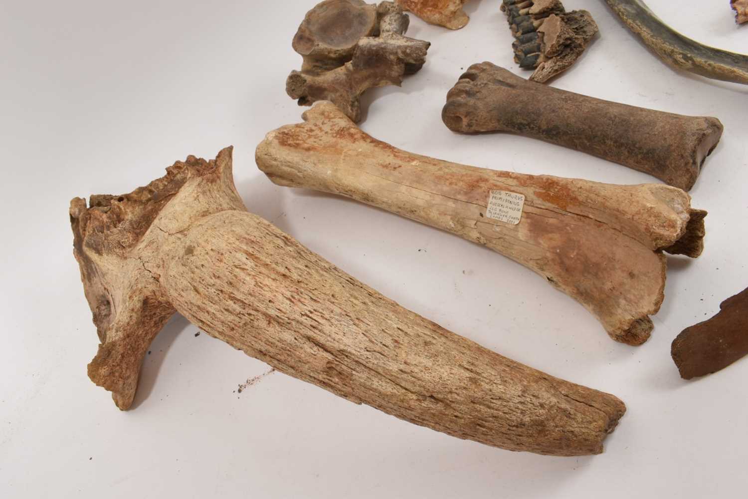Lot 929 - Ice age fossils, including cave bear jaw,