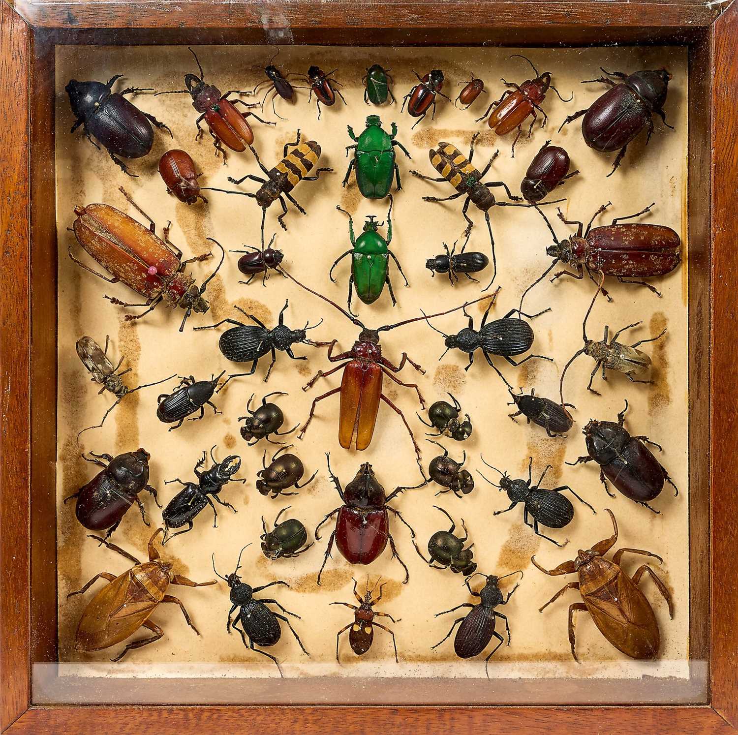 Lot 742 - Glazed case of beetles