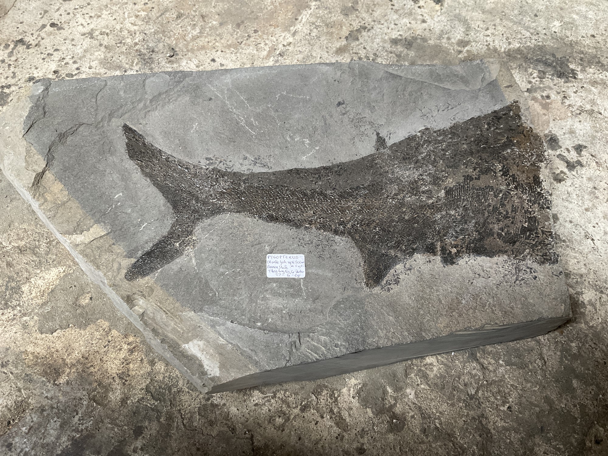 Lot 2406 - Very large fossil fish fragment