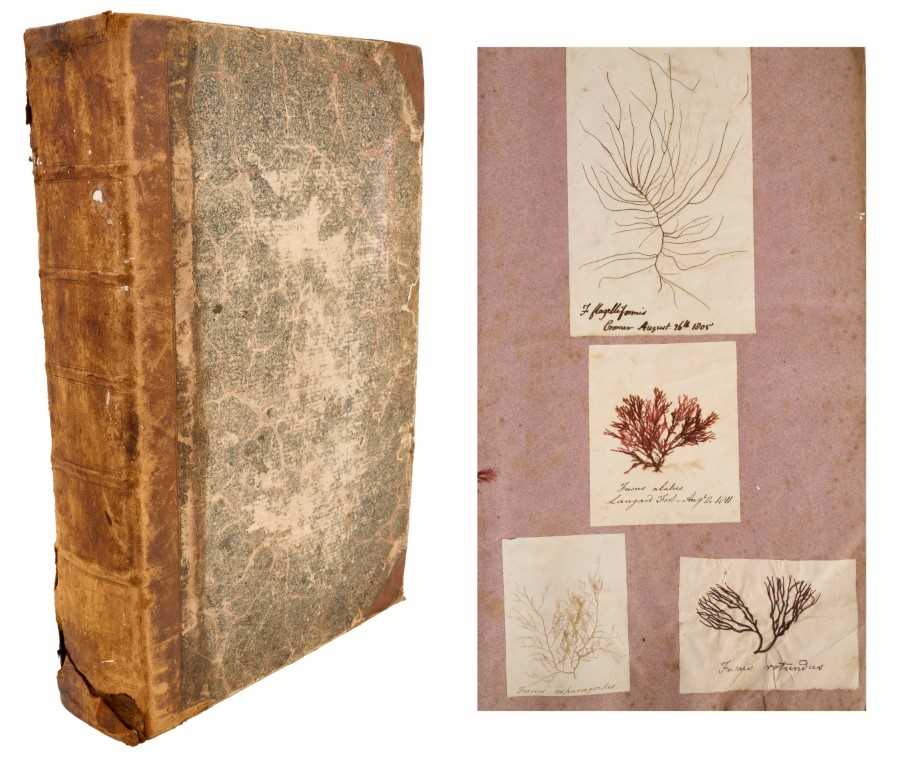 Lot 756 - Herbarium collection of pressed botanical