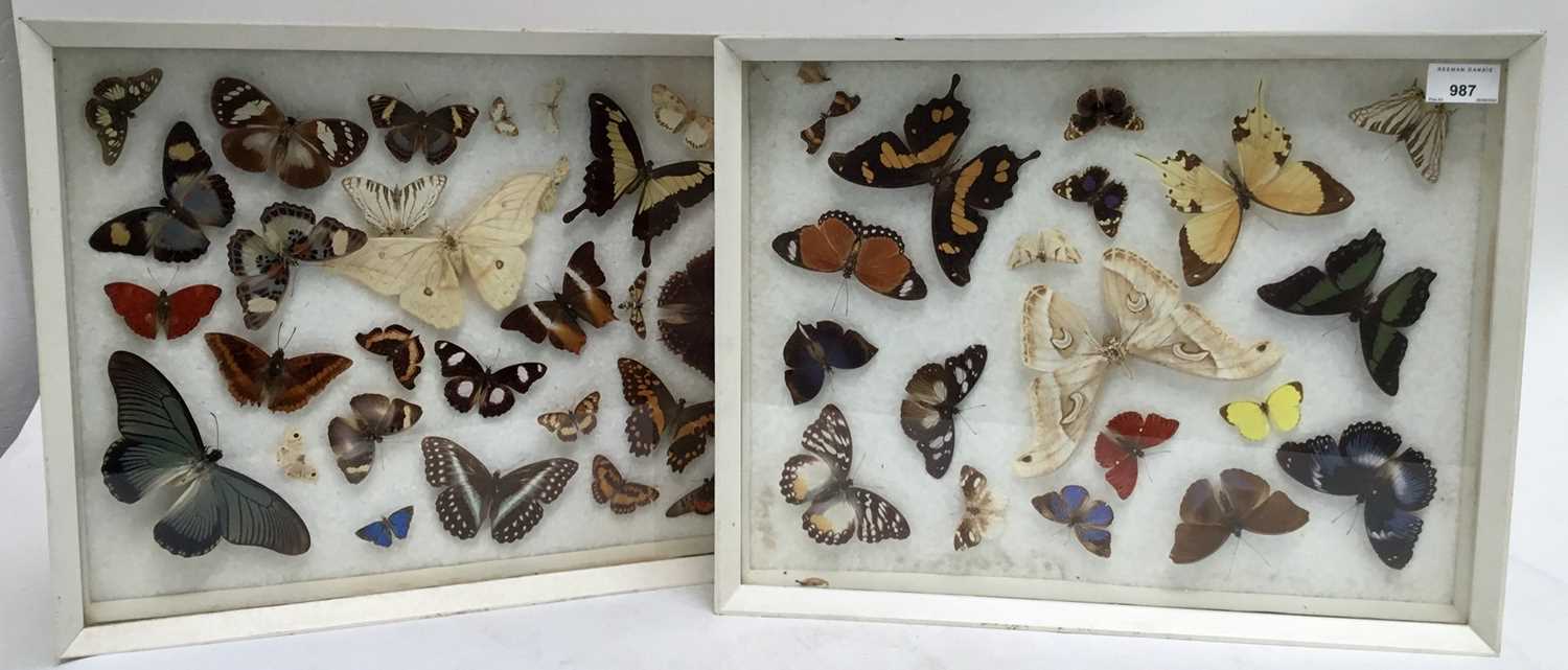 Lot 1183 - Four cased displays of butterflies and