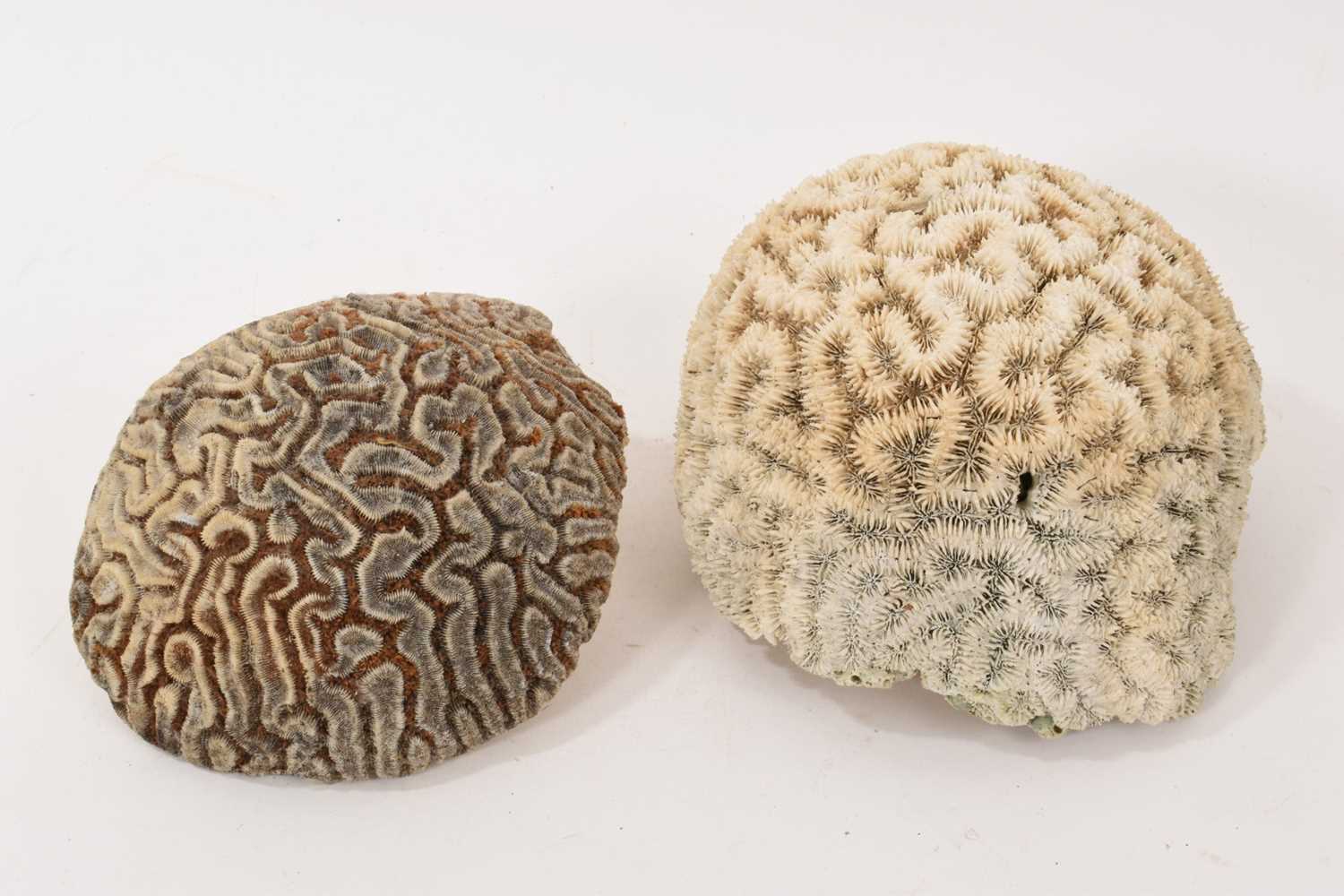 Lot 965 - Two brain coral specimens
