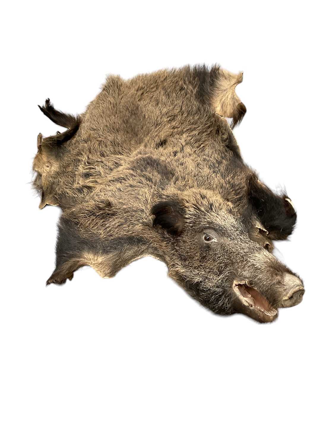 Lot 664 - Old boar skin rug with mounted head