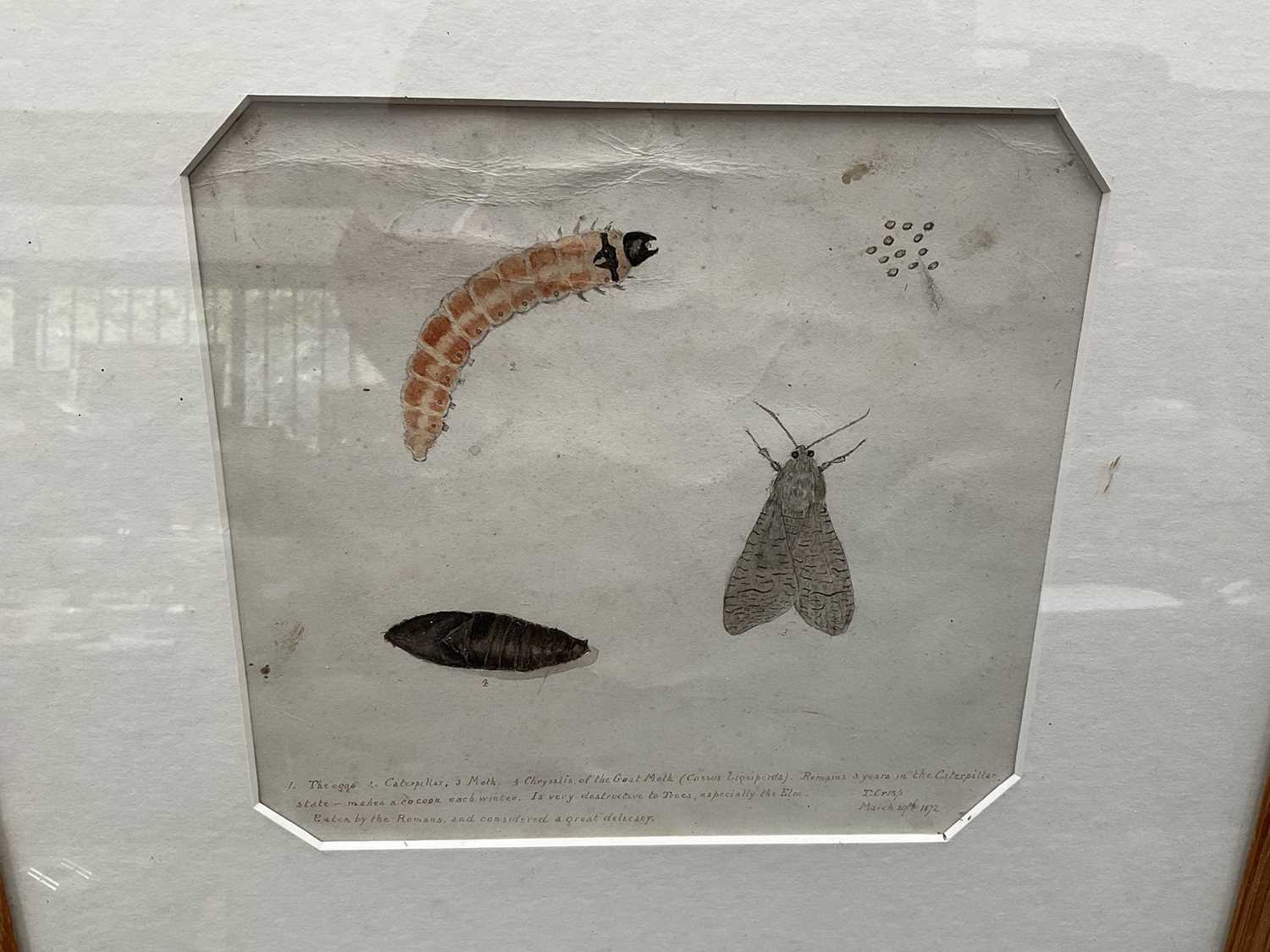 Lot 182 - Victorian anatomical drawing of a moth,