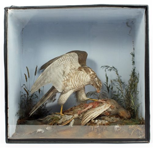 Lot 909 - Edwardian glazed case containing a Sparrow