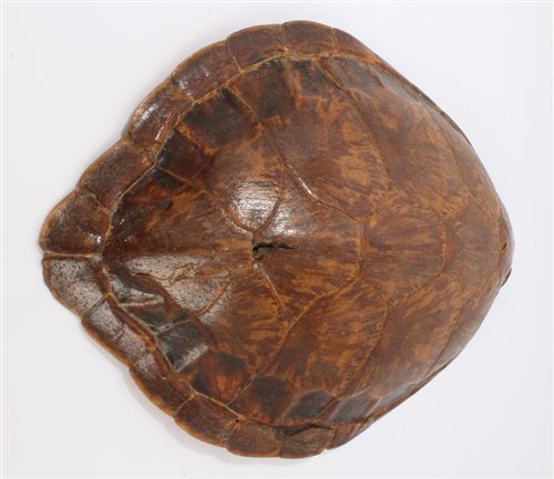 Lot 1035 - A Green Turtle shell, 51cm long x 42cm wide