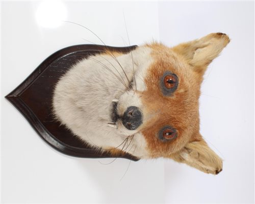 Lot 1037 - Preserved Fox mask on wooden shield
