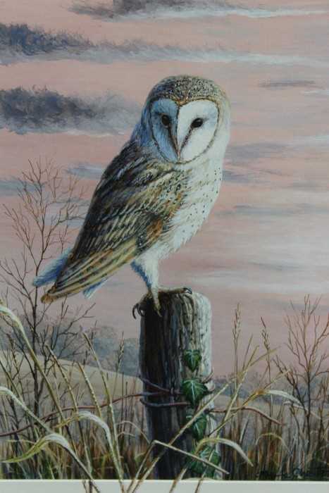 Lot 909 - Mark Chester acrylic - A Barn Owl