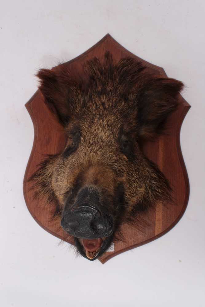 Lot 977 - Taxidermy- Boars head, mounted on shield