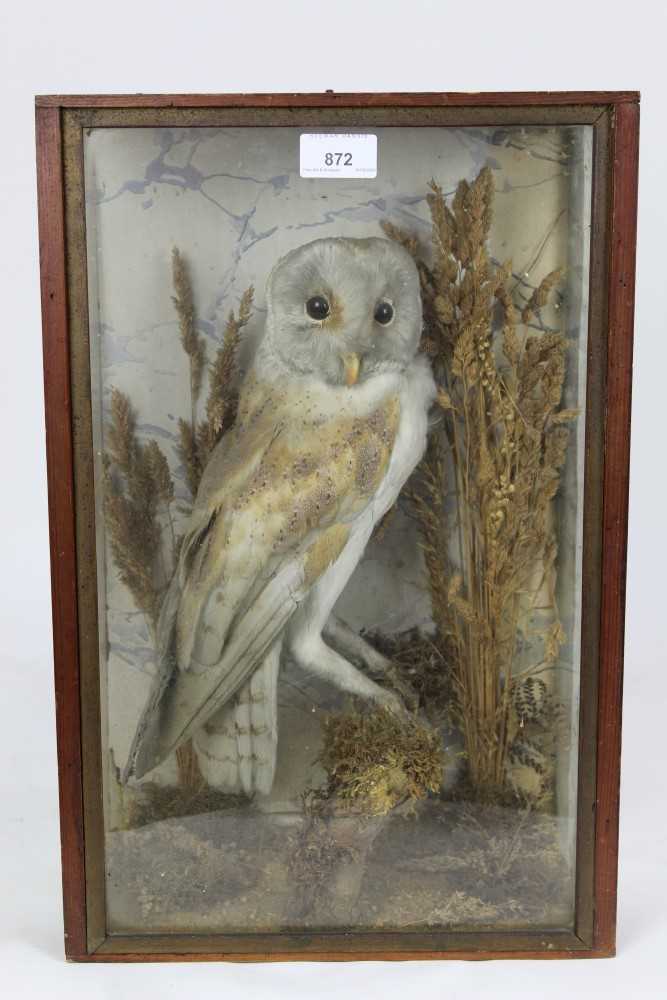 Lot 872 - Barn Owl on perch within naturalistic