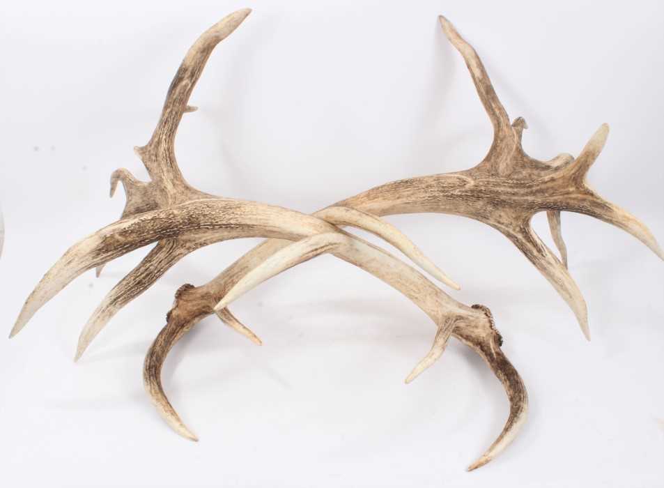Lot 306 - Impressive pair of 10-point antlers from the