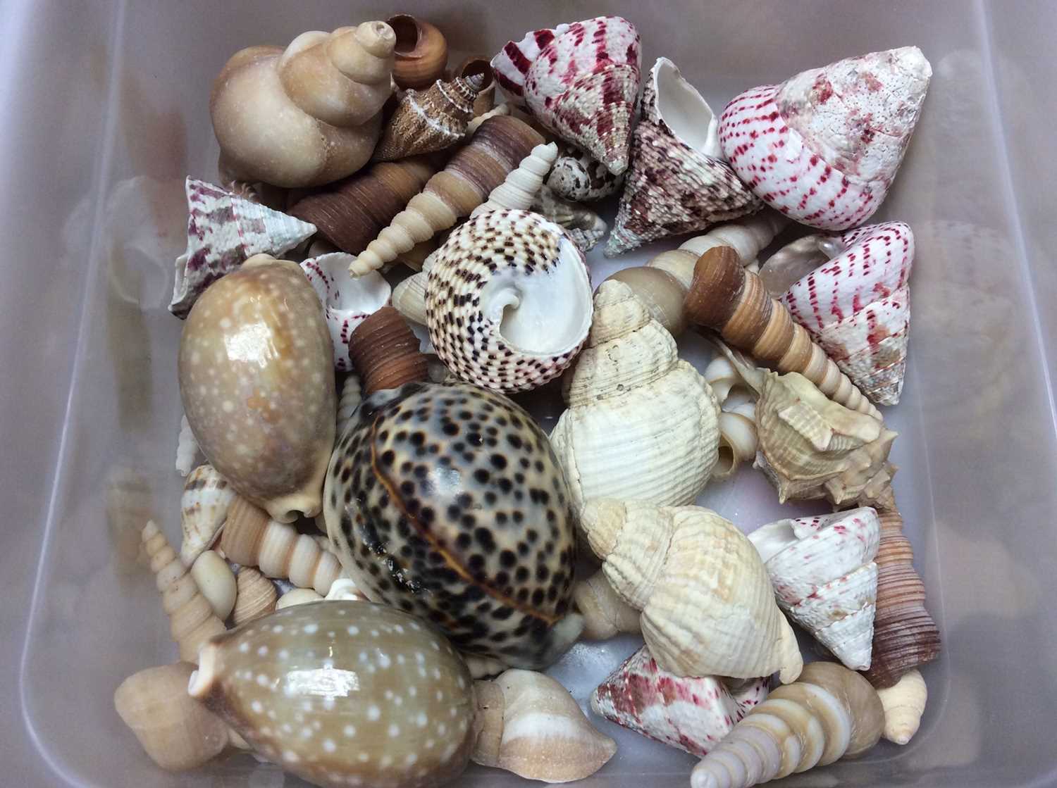 Lot 412 - Collection shells and crystals including