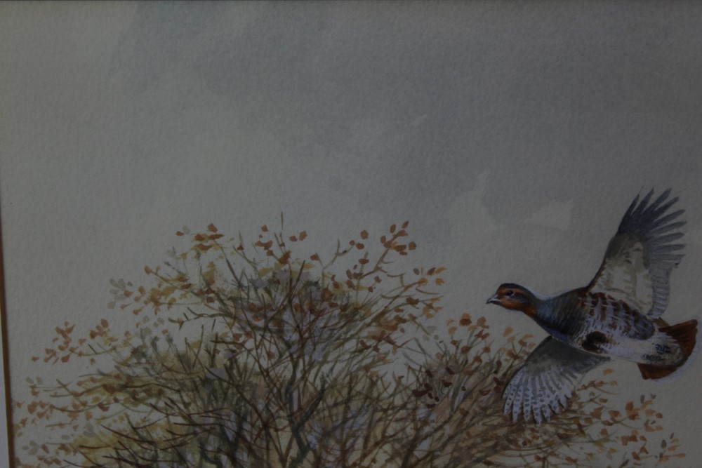 Lot 1033 - John Paley watercolour - English Partridge