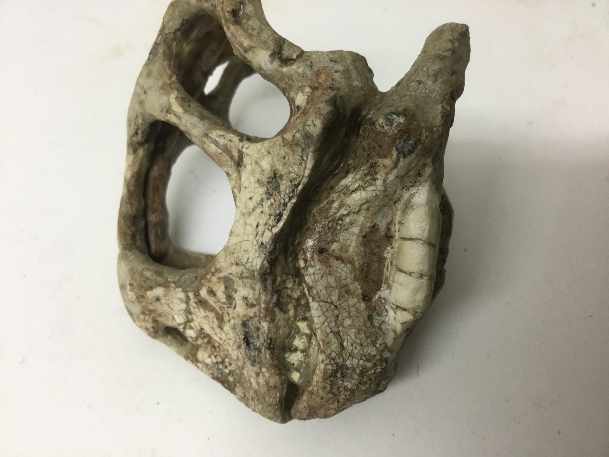 Lot 373 - Very scarce and fine example of a juvenile