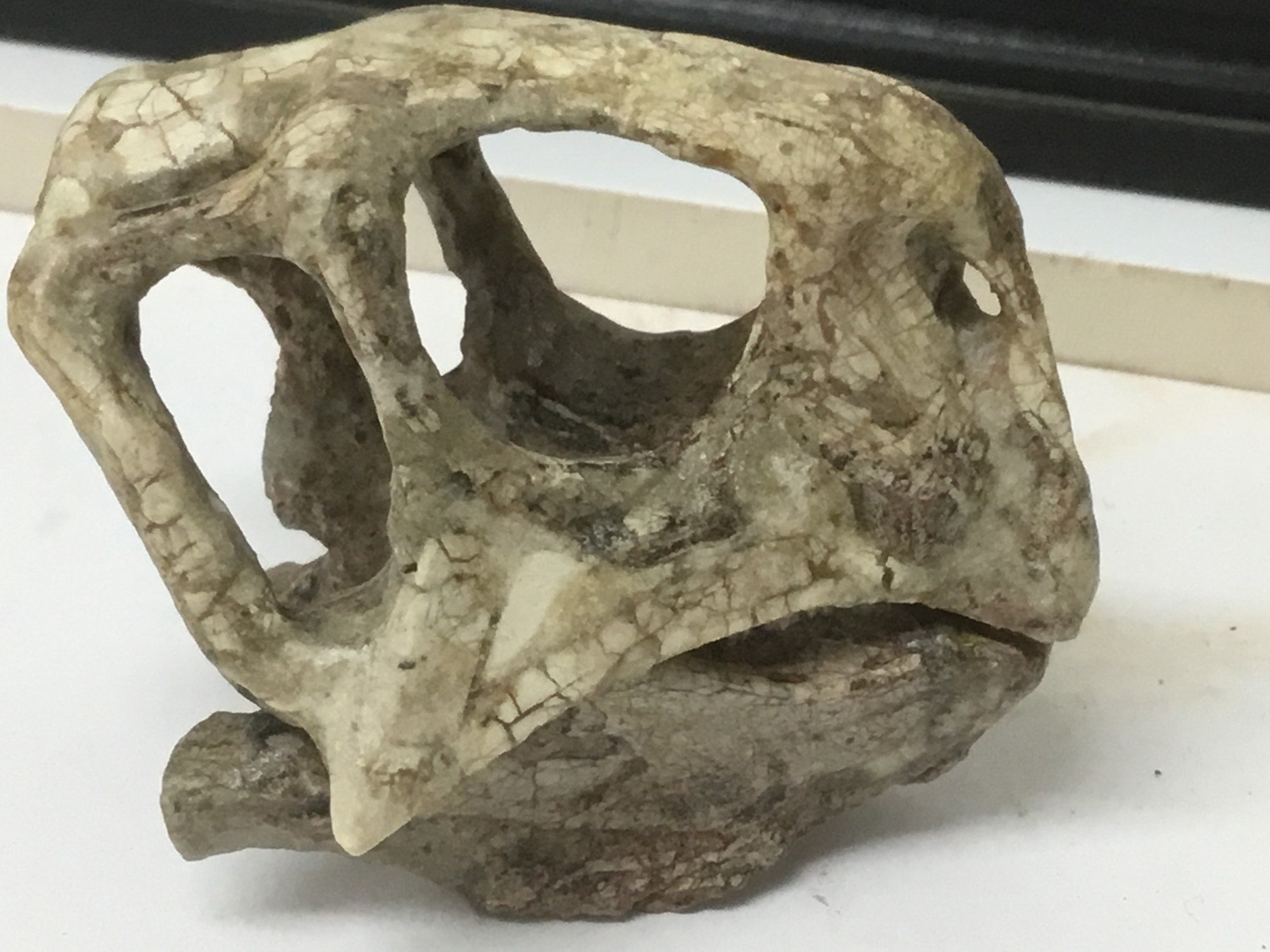 Lot 373 - Very scarce and fine example of a juvenile