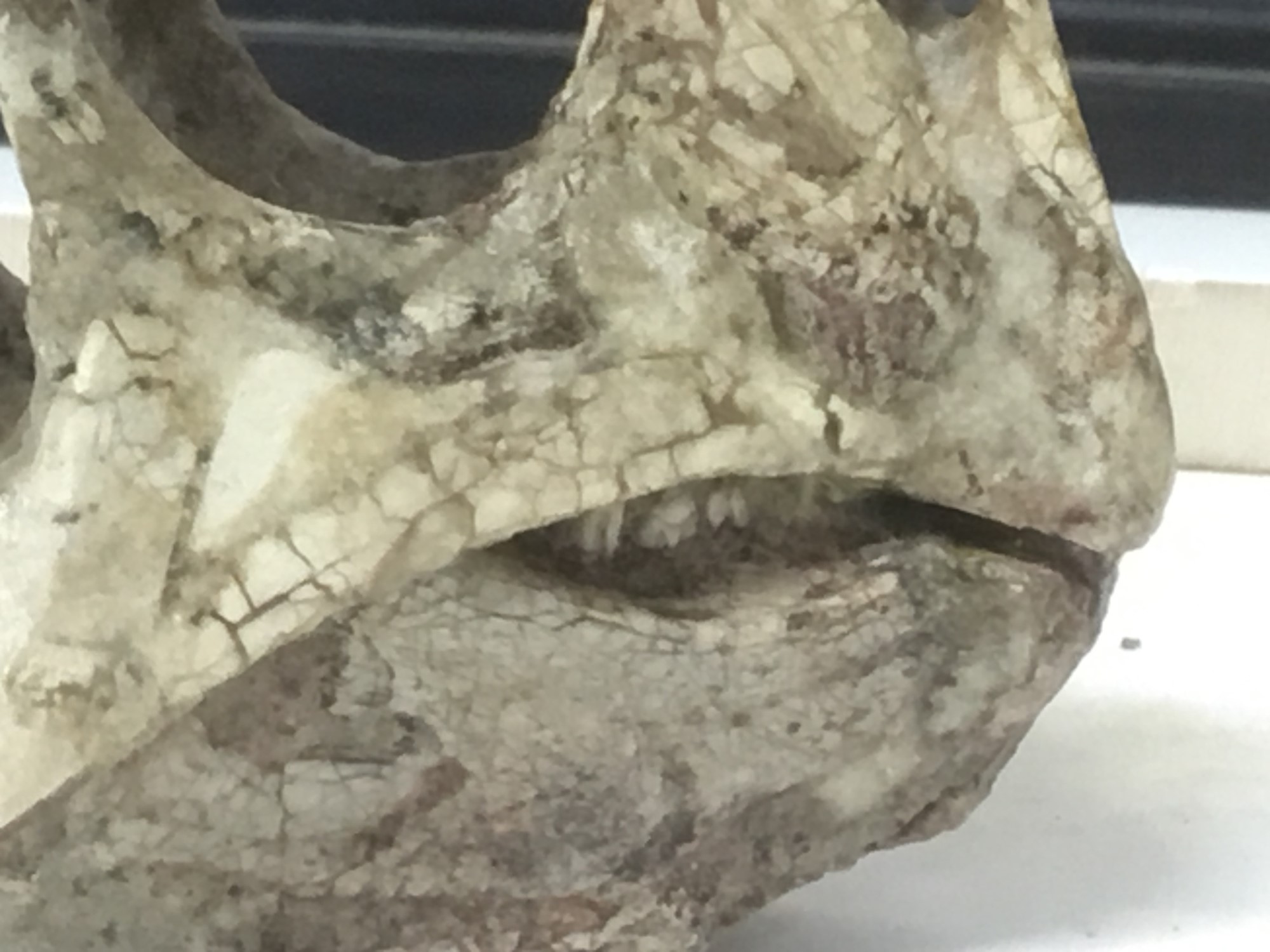 Lot 373 - Very scarce and fine example of a juvenile