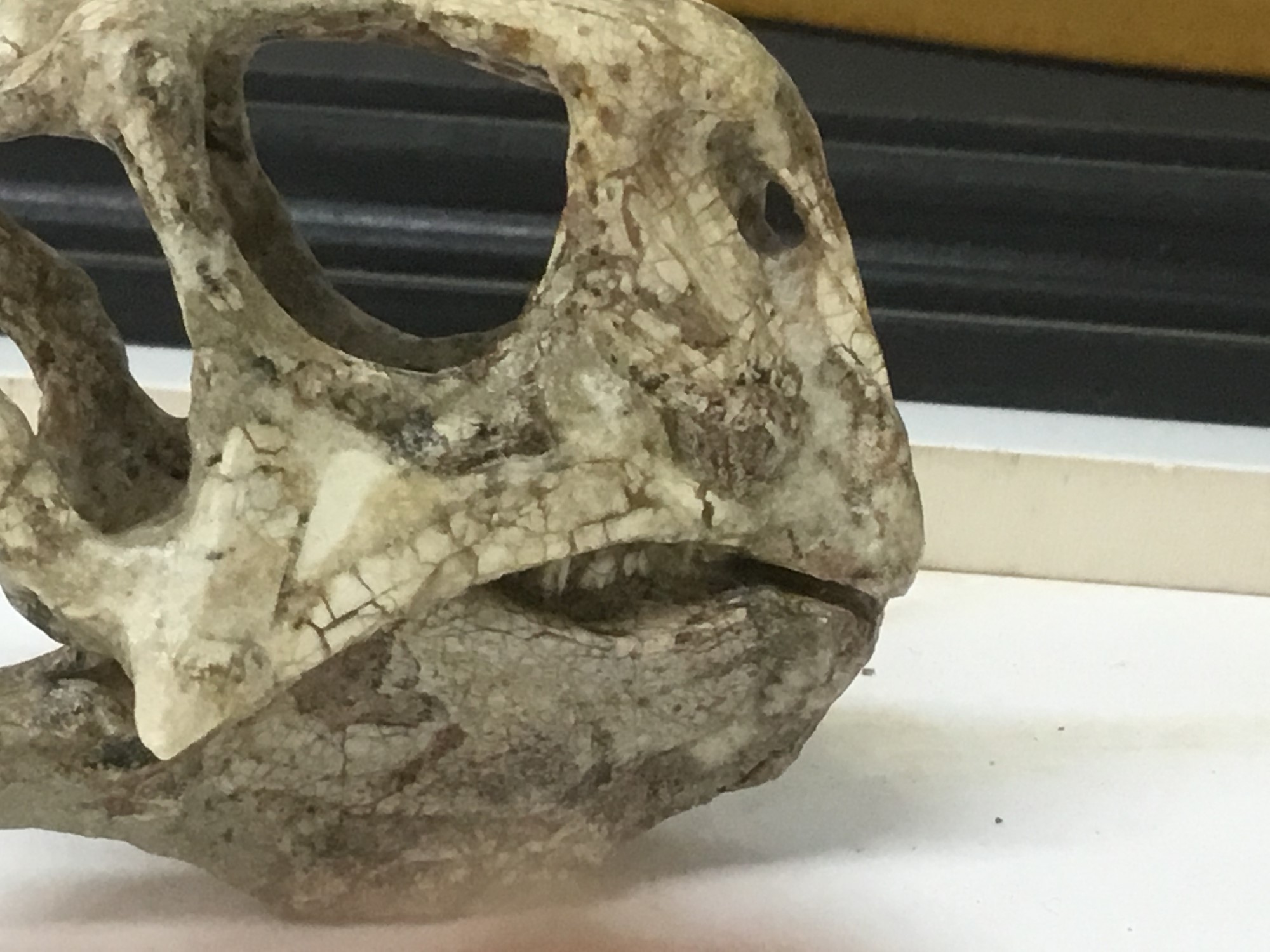 Lot 373 - Very scarce and fine example of a juvenile