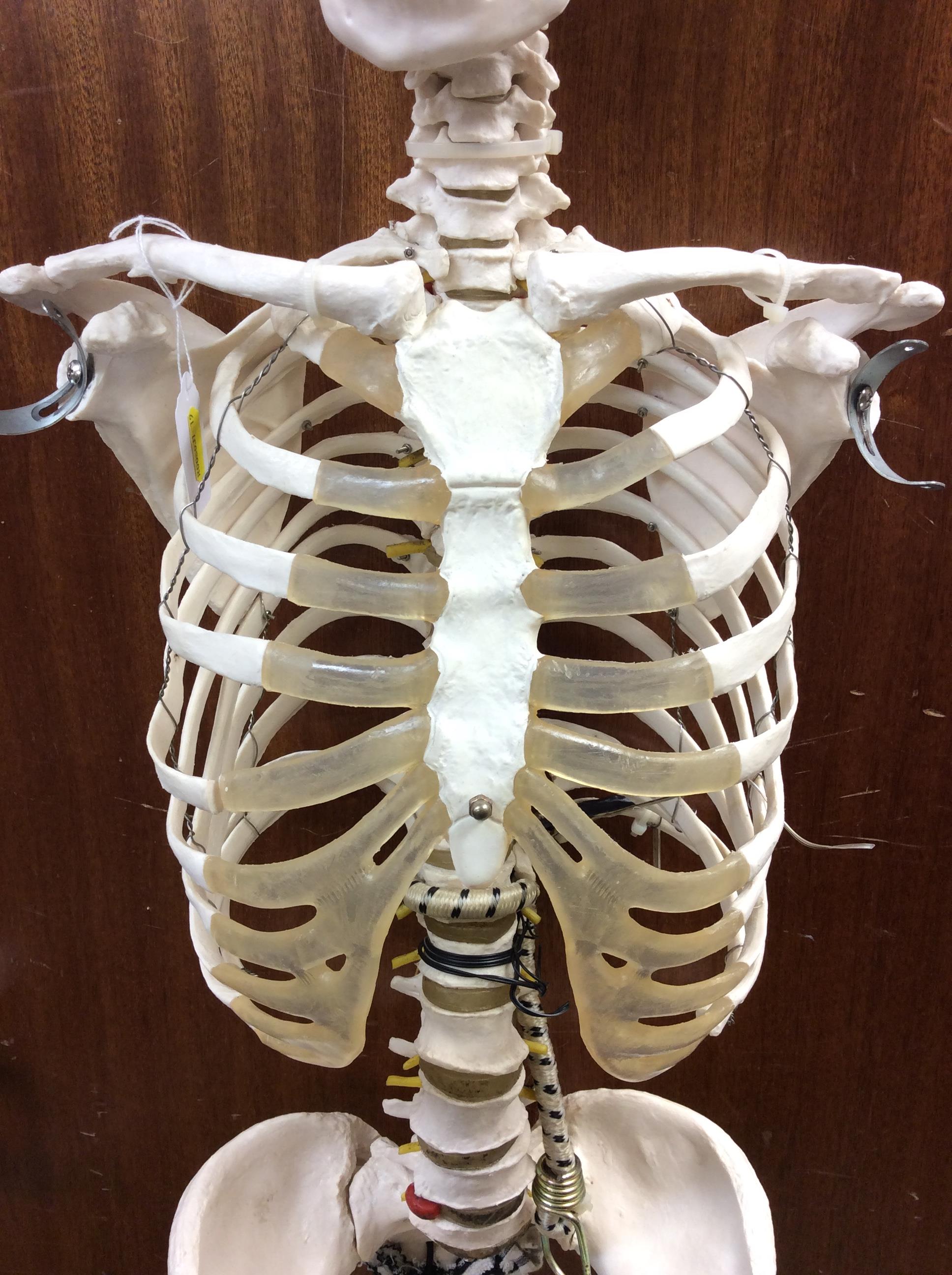 Lot 1108 - School / Education Realistic Human Skeleton