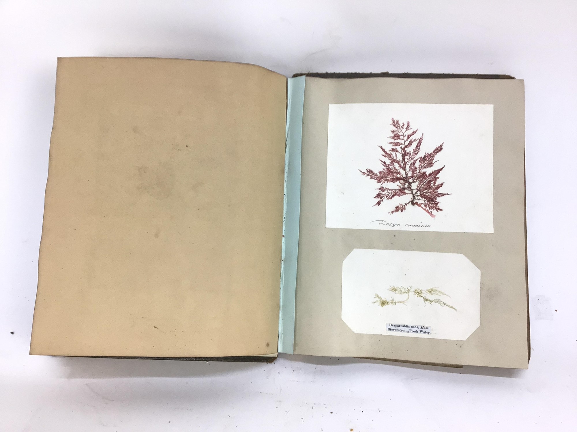 Lot 1539 - Rare 19th century album of pressed seaweed