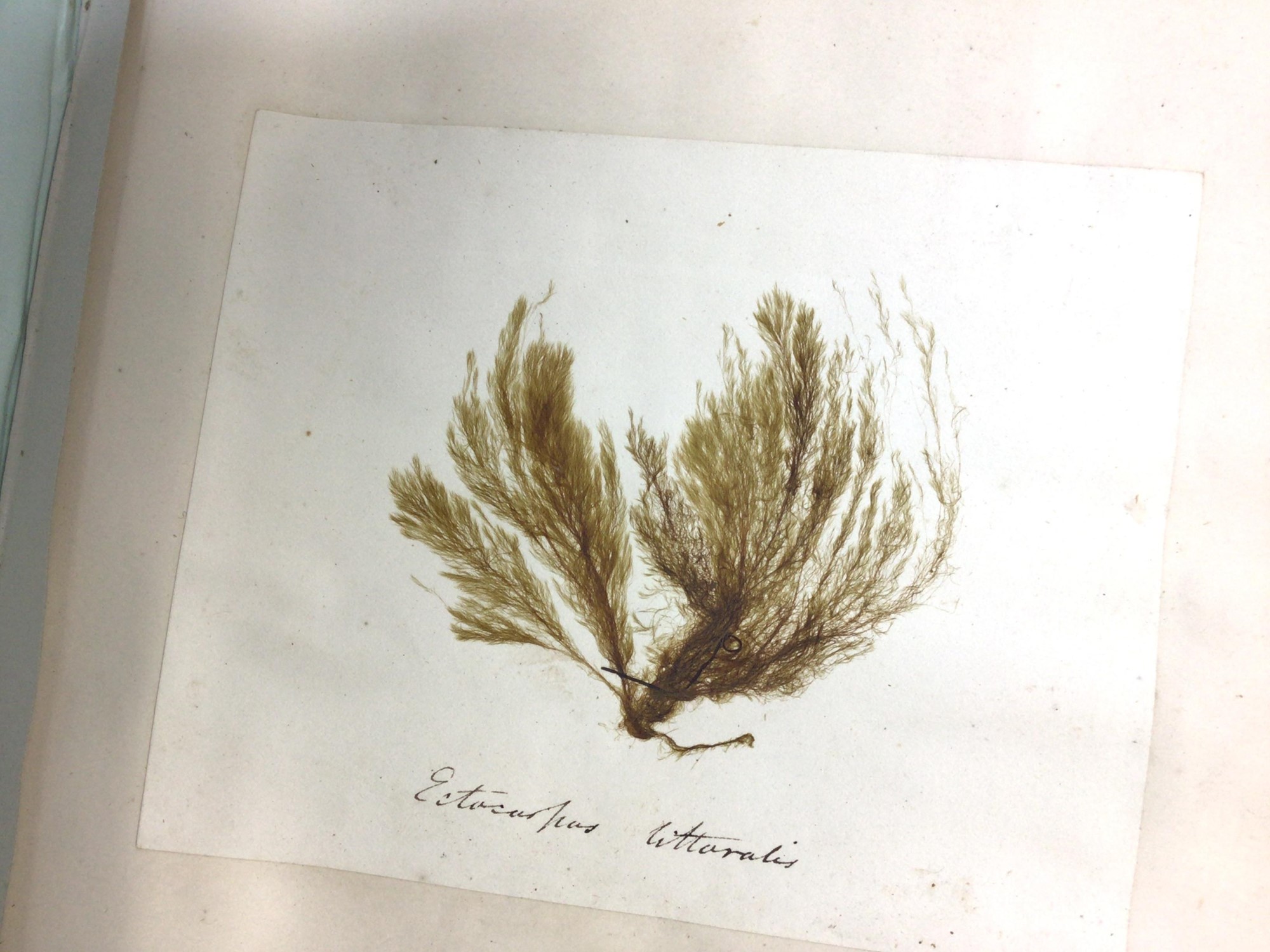 Lot 1539 - Rare 19th century album of pressed seaweed