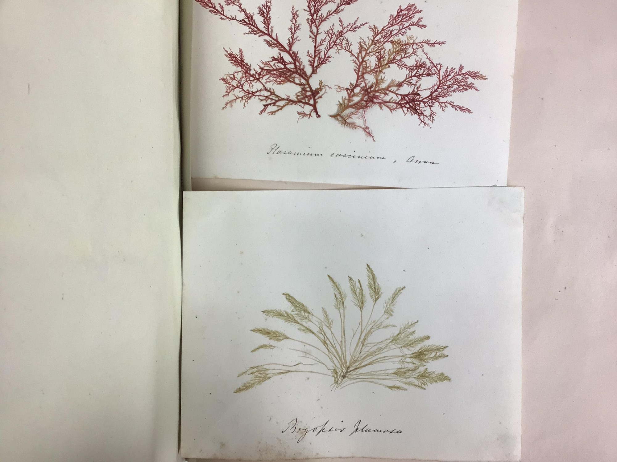 Lot 1539 - Rare 19th century album of pressed seaweed