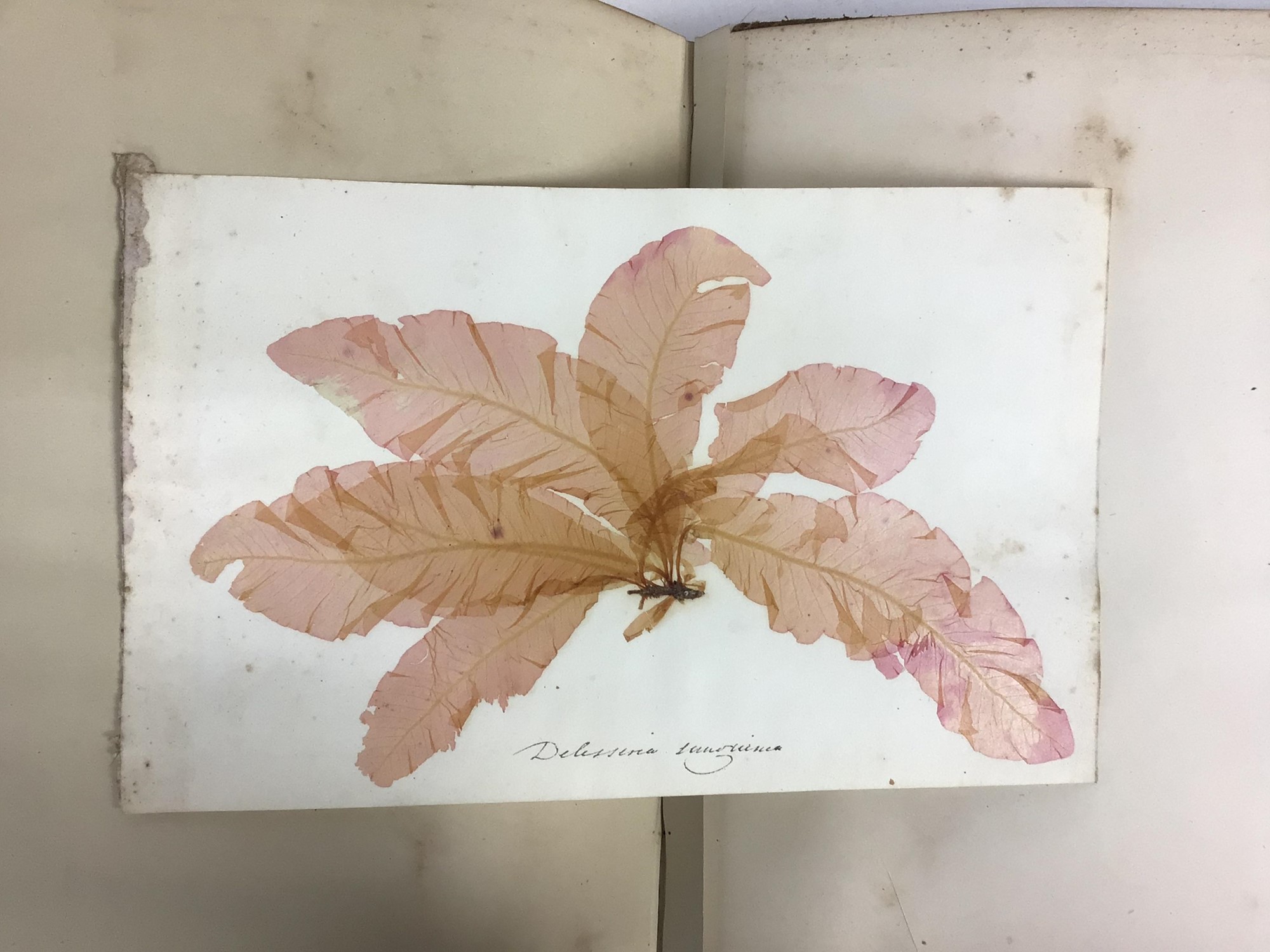 Lot 1539 - Rare 19th century album of pressed seaweed
