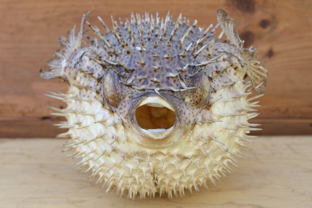 Lot 1761 - Taxidermy - a full size pufferfish, 36cm