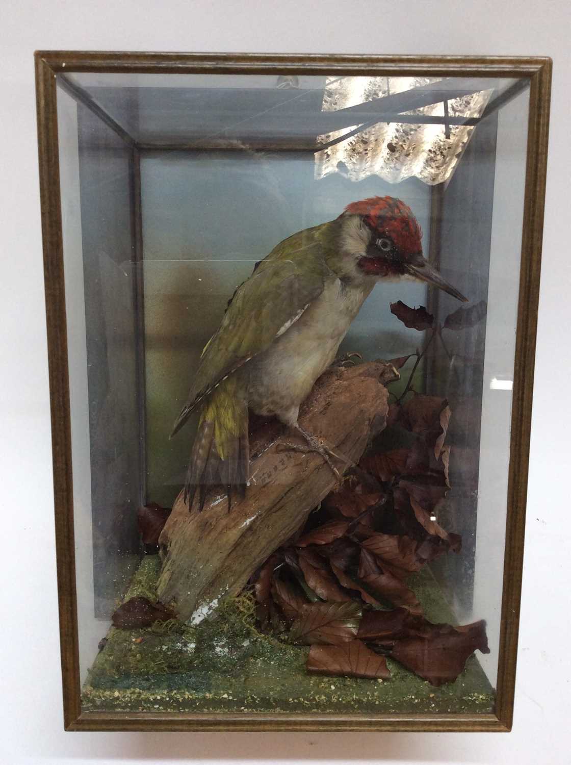 Lot 907 - Green Woodpecker in naturalistic setting