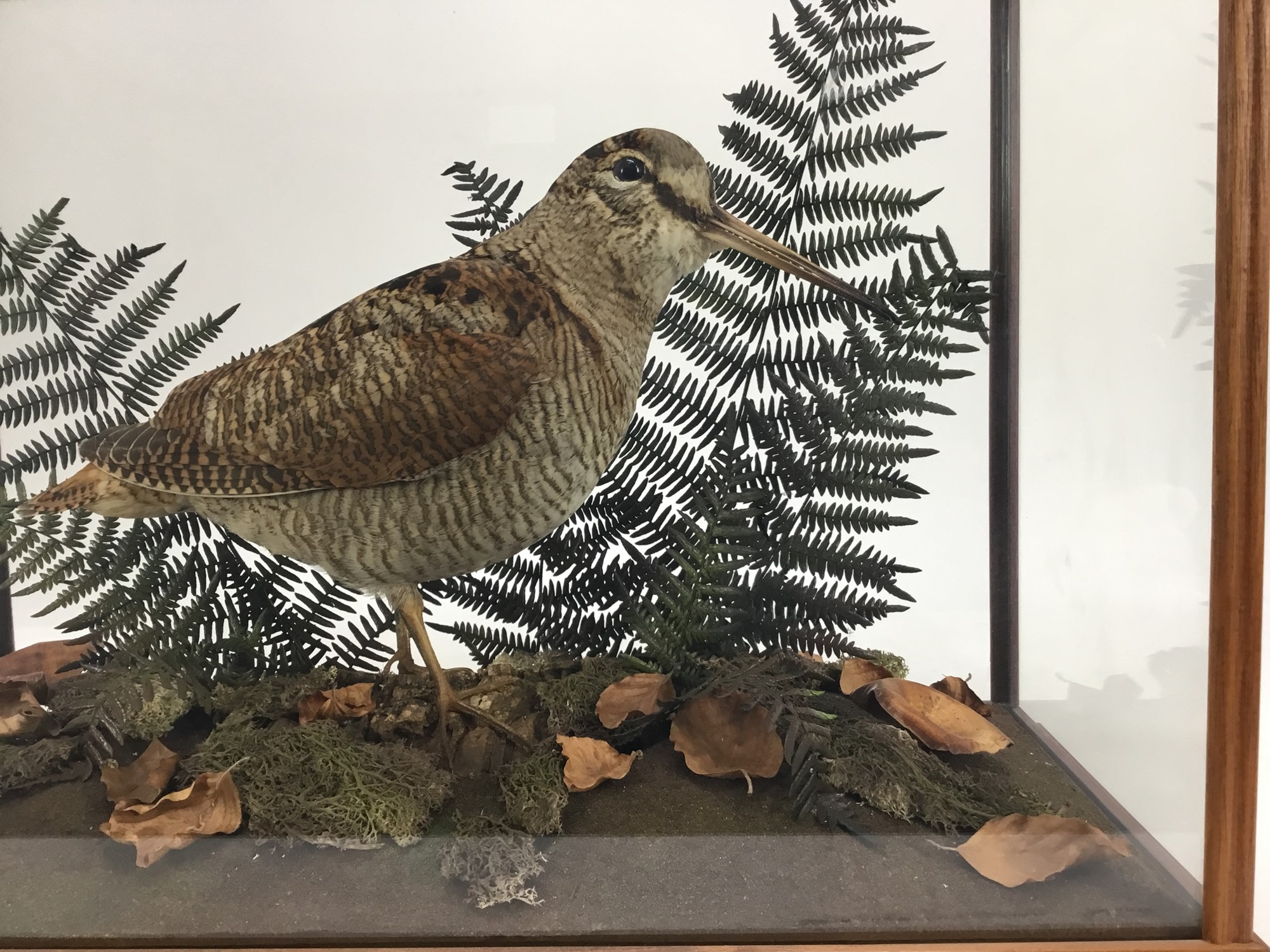 Lot 1010 - Woodcock within naturalistic setting in